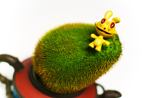 HORTICOLAS: guisquil